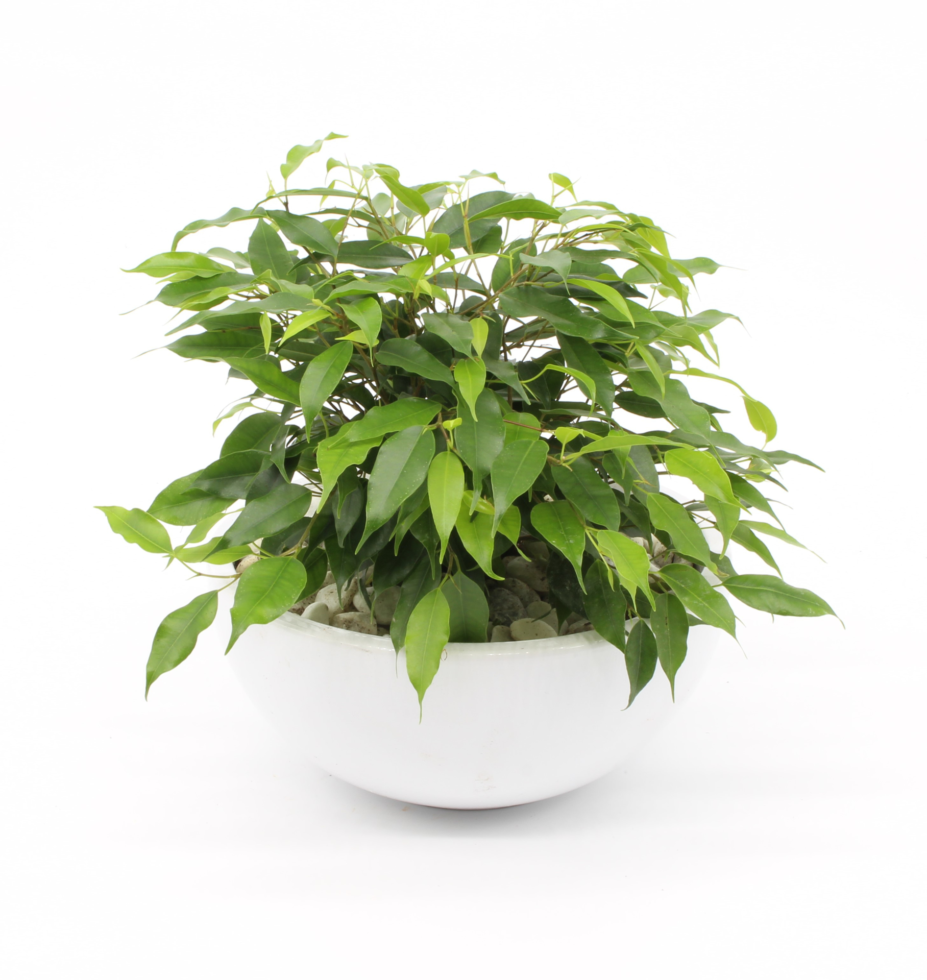 Spletna cvetličarna Narcisa | Ficus Benjamin